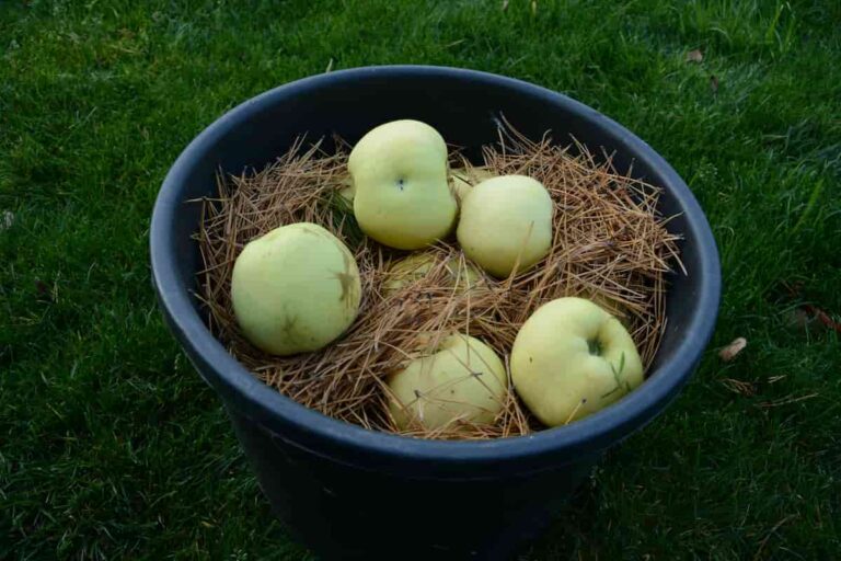 The 8 Best Apple Pickers for Harvesting Apples - Minneopa Orchards