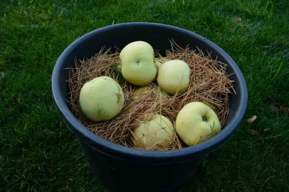 The 8 Best Apple Pickers for Harvesting Apples - Minneopa Orchards