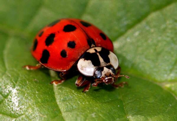10 Worst Grape Vine Pests: How to Identify and Treat Them - Minneopa ...