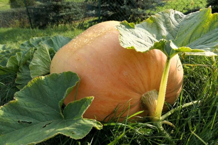 The Atlantic Giant Pumpkin: 5 Fascinating Things You Need to Know ...