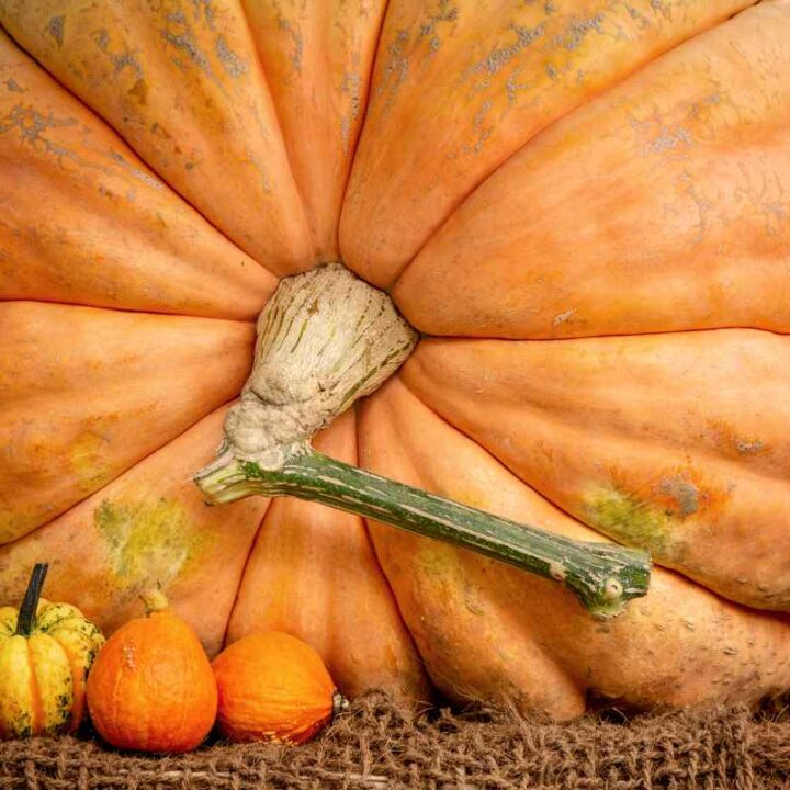Pumpkin Varieties - Minneopa Orchards