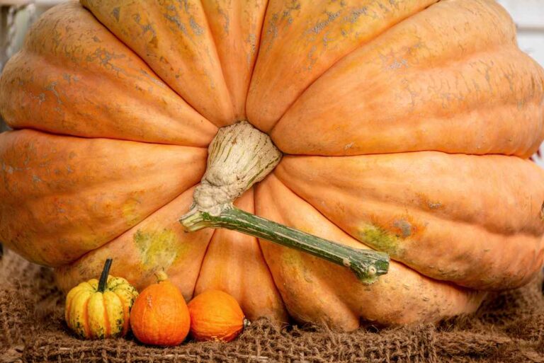 The Atlantic Giant Pumpkin: 5 Fascinating Things You Need to Know ...