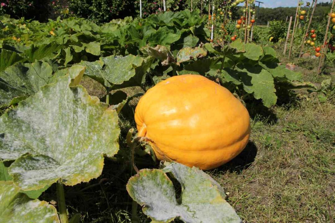 The Atlantic Giant Pumpkin: 5 Fascinating Things You Need to Know ...