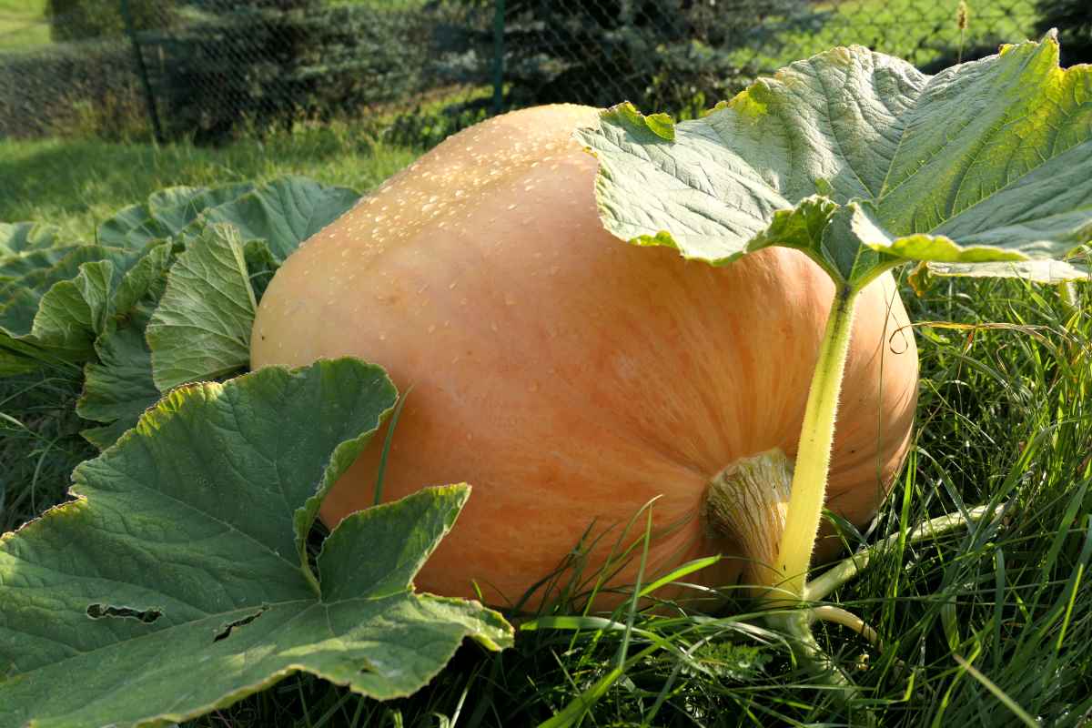 The Atlantic Giant Pumpkin: 5 Fascinating Things You Need to Know ...
