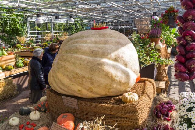The Atlantic Giant Pumpkin: 5 Fascinating Things You Need to Know ...