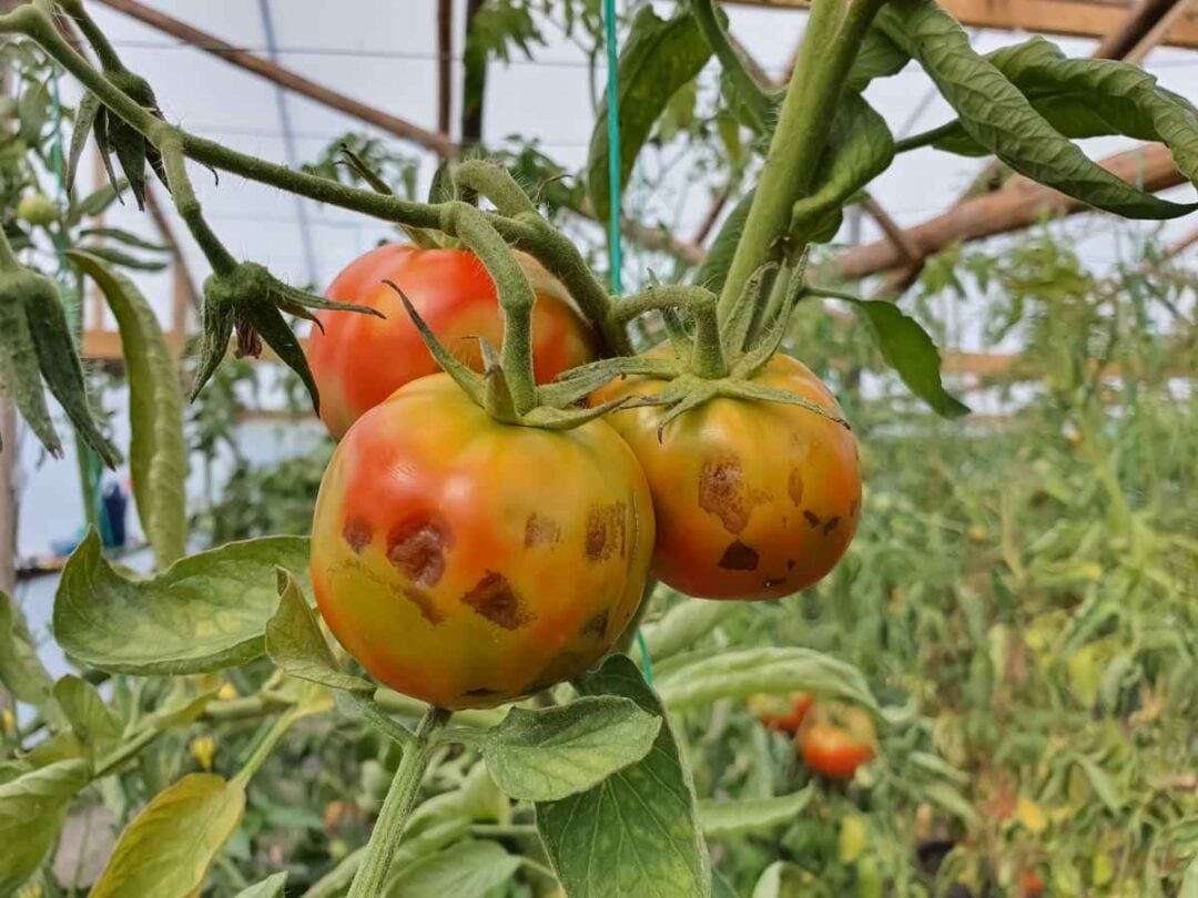 Tomato Plant Care: A Complete Guide for Gardeners - Minneopa Orchards