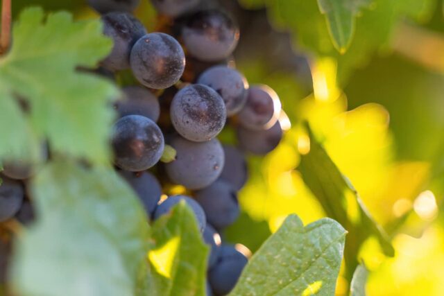 17 Ideas for the Best Grape Vine Trellis - Minneopa Orchards