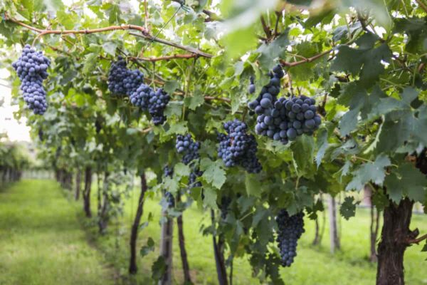 17 Ideas for the Best Grape Vine Trellis - Minneopa Orchards