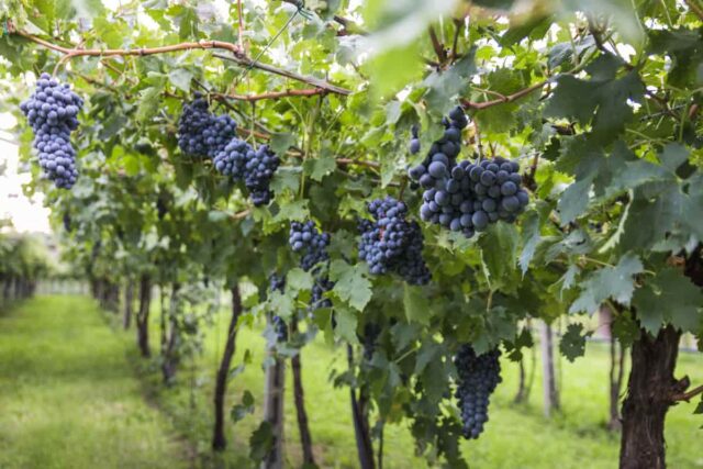 17 Ideas for the Best Grape Vine Trellis - Minneopa Orchards
