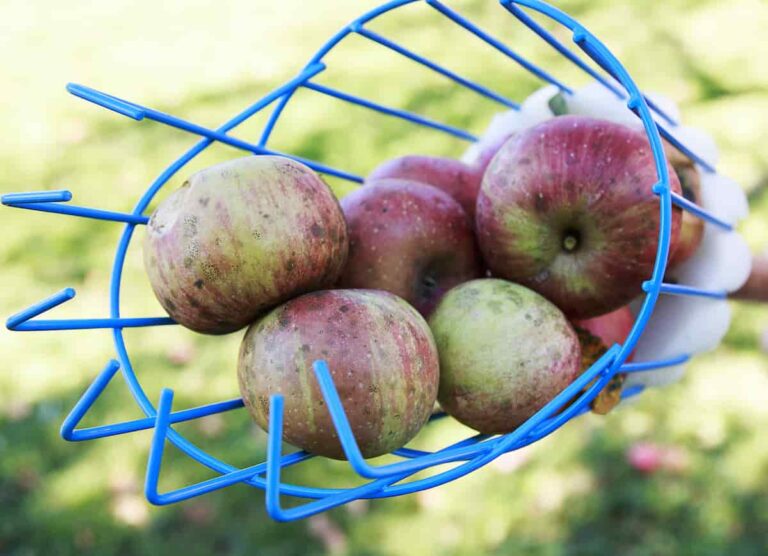 The 8 Best Apple Pickers for Harvesting Apples - Minneopa Orchards