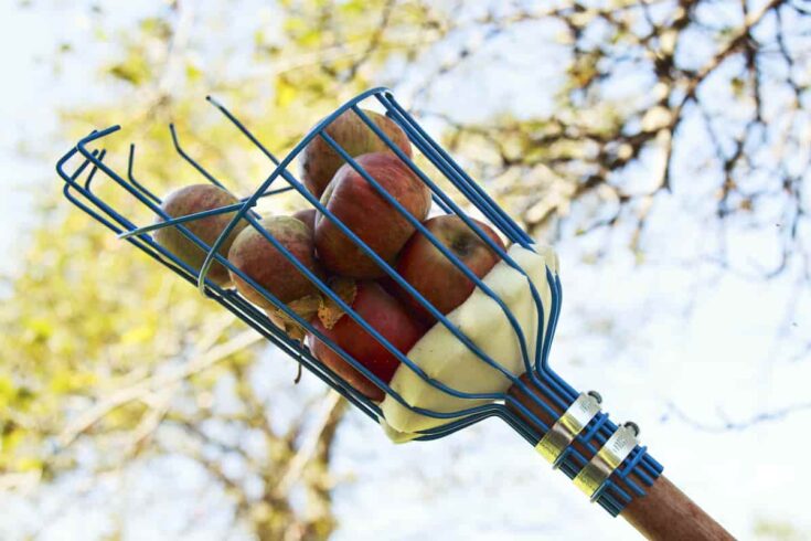 The 8 Best Apple Pickers for Harvesting Apples - Minneopa Orchards