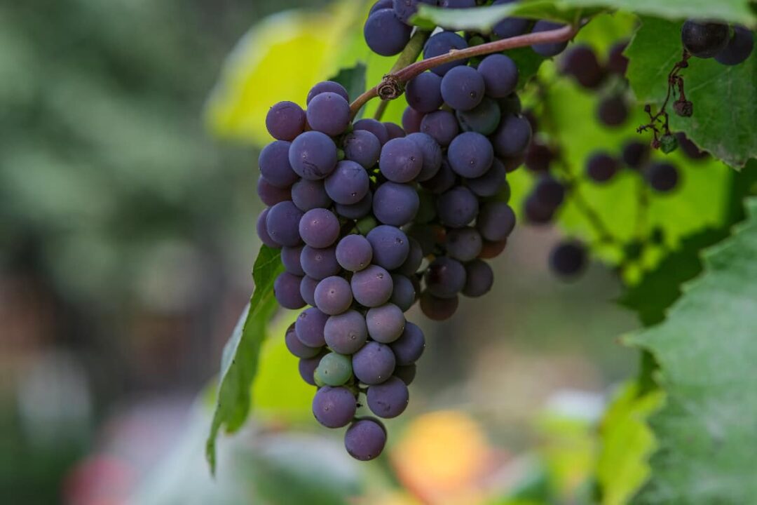 17 Ideas for the Best Grape Vine Trellis - Minneopa Orchards