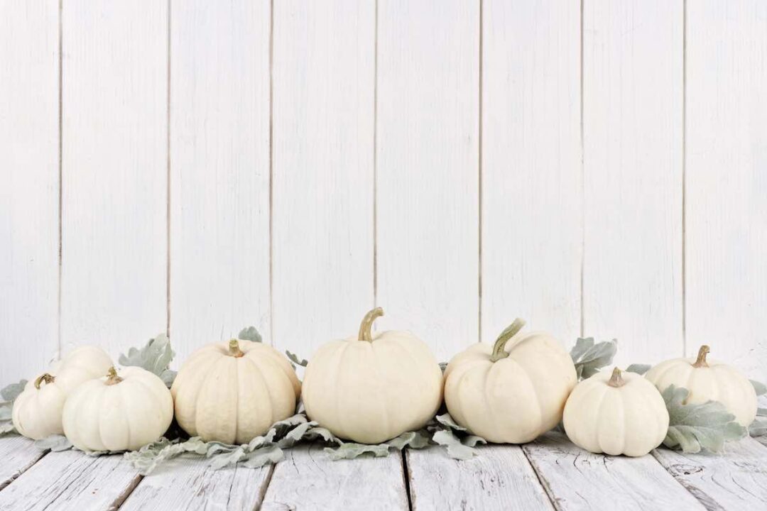 All About The Casperita Pumpkin - Minneopa Orchards