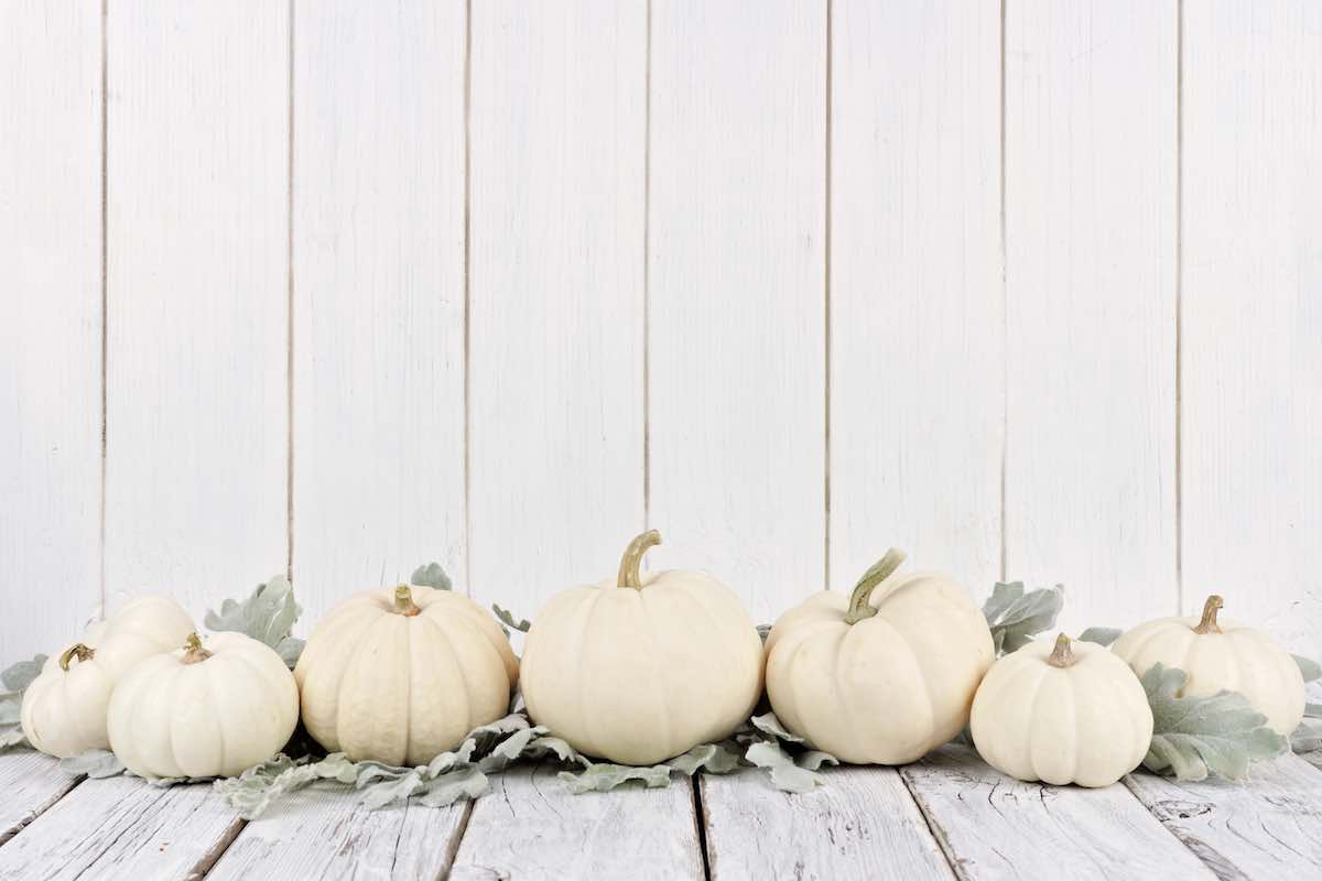 All About The Casperita Pumpkin - Minneopa Orchards