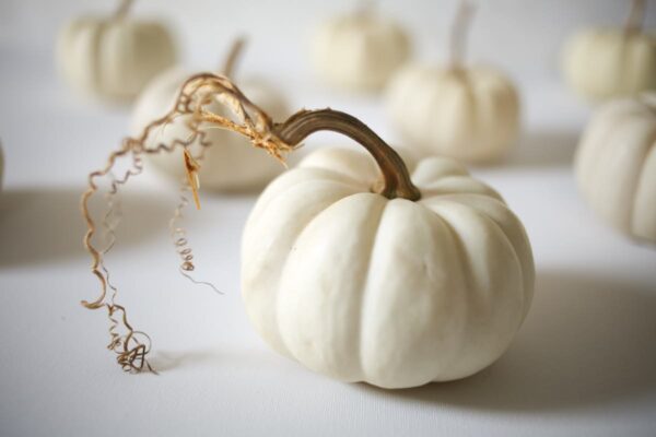 All About The Casperita Pumpkin - Minneopa Orchards