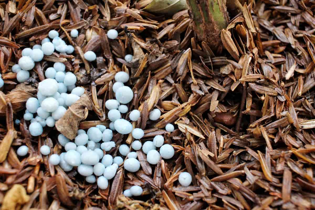 The 6 Best Apricot Tree Fertilizers - Minneopa Orchards