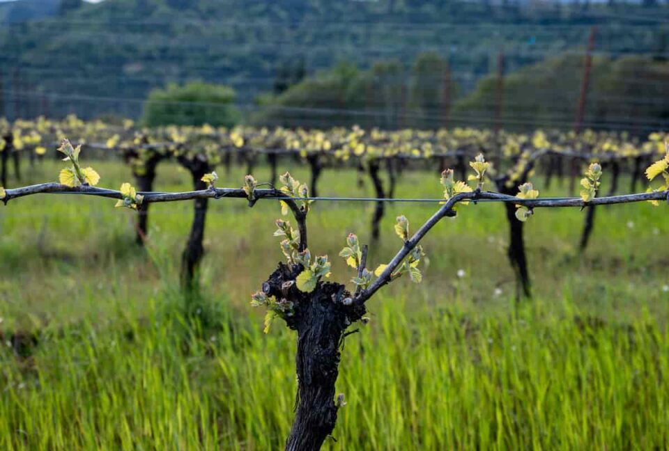 17 Ideas for the Best Grape Vine Trellis - Minneopa Orchards