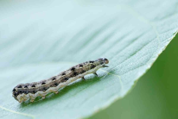 10 Worst Grape Vine Pests: How to Identify and Treat Them - Minneopa ...