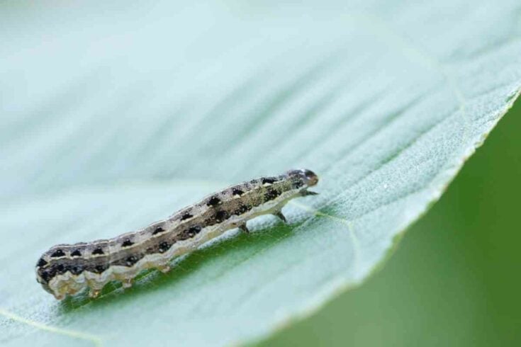 10 Worst Grape Vine Pests: How to Identify and Treat Them - Minneopa ...