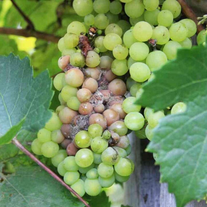 Grape - Minneopa Orchards