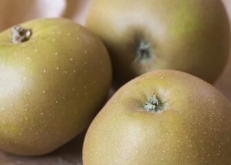 All About Heirloom Apple Trees and 21 Popular Varieties - Minneopa Orchards