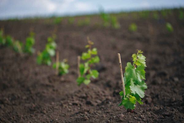 How to Plant a Grapevine - Minneopa Orchards