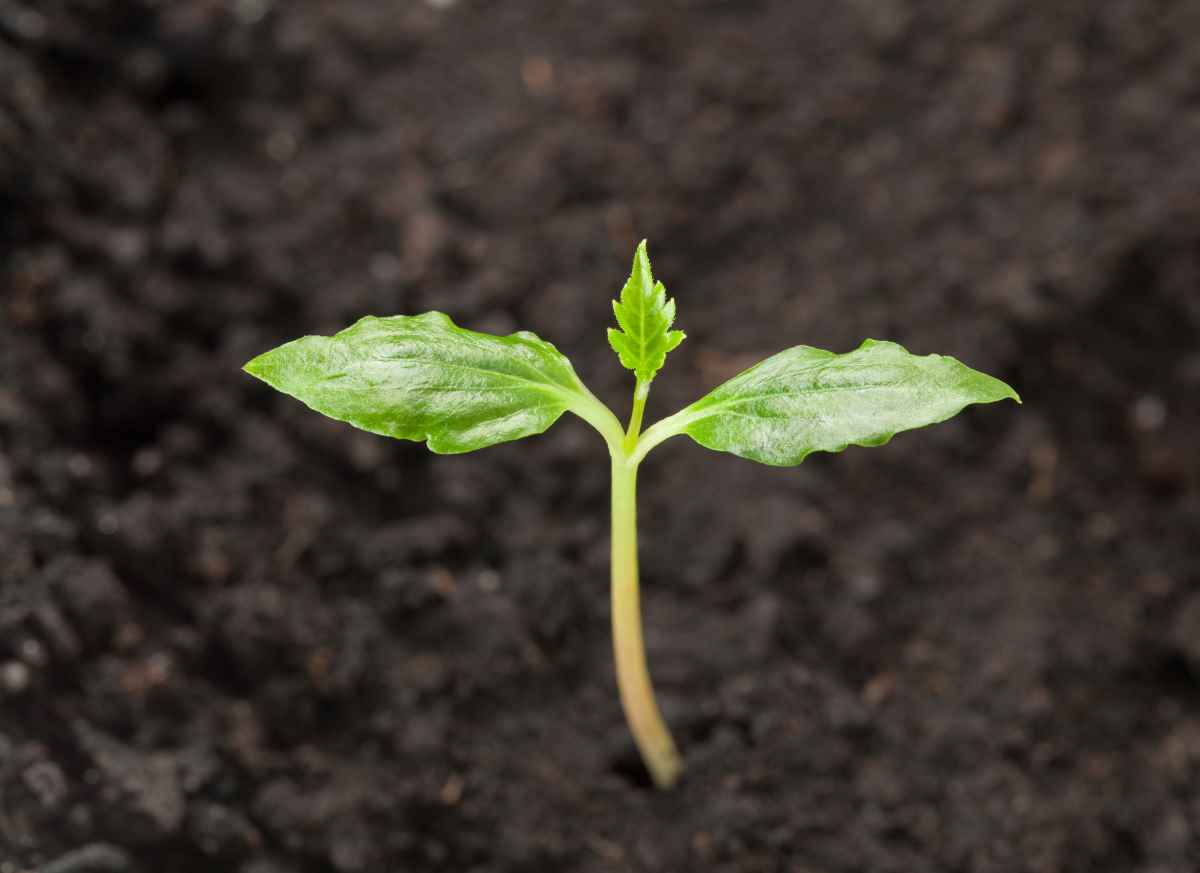 The Best Fertilizer for Grapes: Our Top 5 Choices - Minneopa Orchards