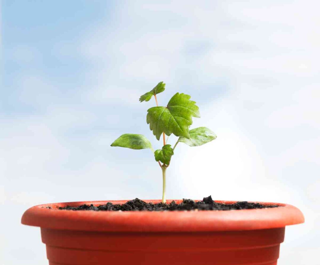 Growing Grapes in Containers: How to Do It Right - Minneopa Orchards