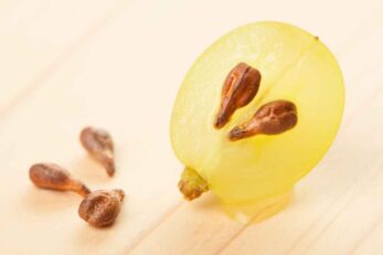 How to Grow Grapes from Seed in 6 Simple Steps - Minneopa Orchards