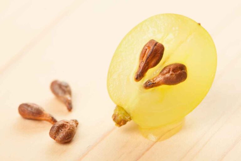 How to Grow Grapes from Seed in 6 Simple Steps - Minneopa Orchards