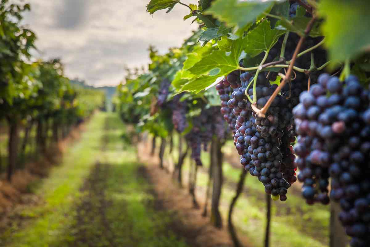 The Complete Guide to Growing Grapes for Wine - Minneopa Orchards