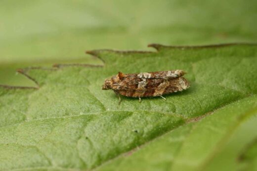 10 Worst Grape Vine Pests: How to Identify and Treat Them - Minneopa ...