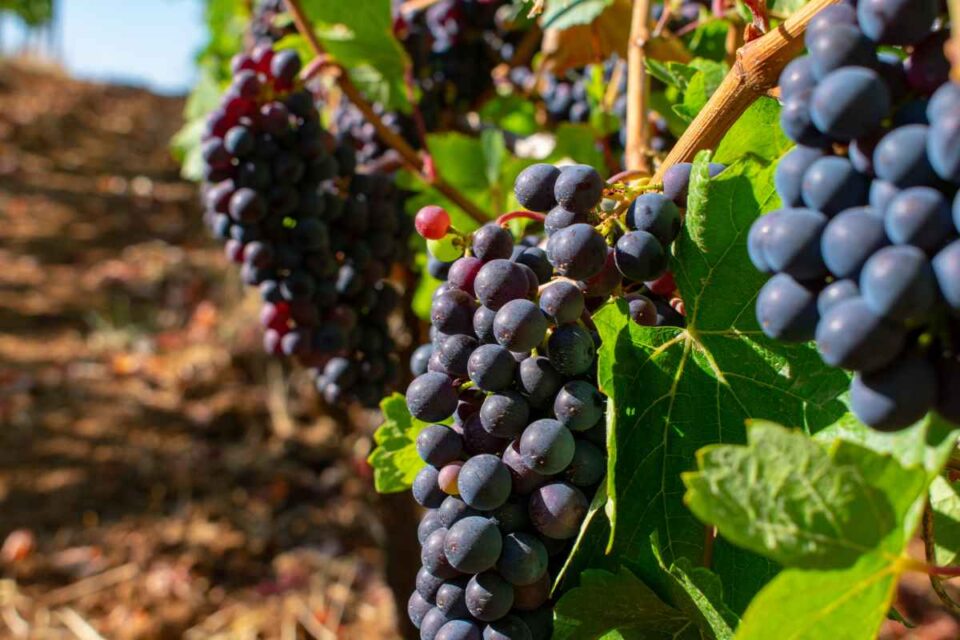 The Best Fertilizer for Grapes: Our Top 5 Choices - Minneopa Orchards