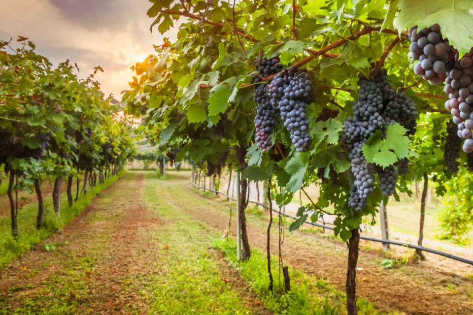 The Best Fertilizer for Grapes: Our Top 5 Choices - Minneopa Orchards