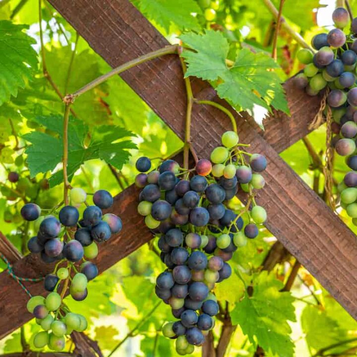 Grape - Minneopa Orchards