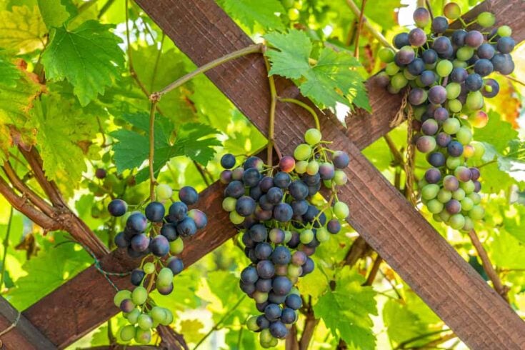 17 Ideas for the Best Grape Vine Trellis - Minneopa Orchards