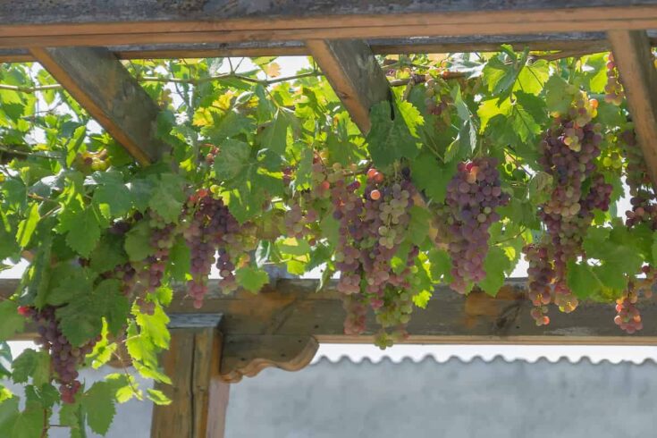 14 Ideas for the Best Grape Vine Trellis - Minneopa Orchards