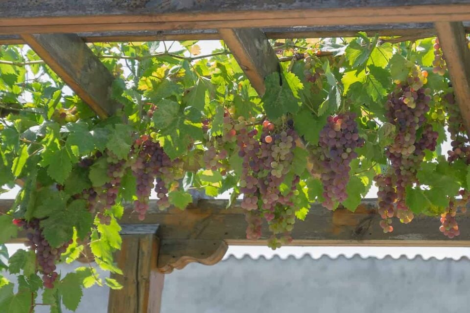 14 Ideas for the Best Grape Vine Trellis - Minneopa Orchards