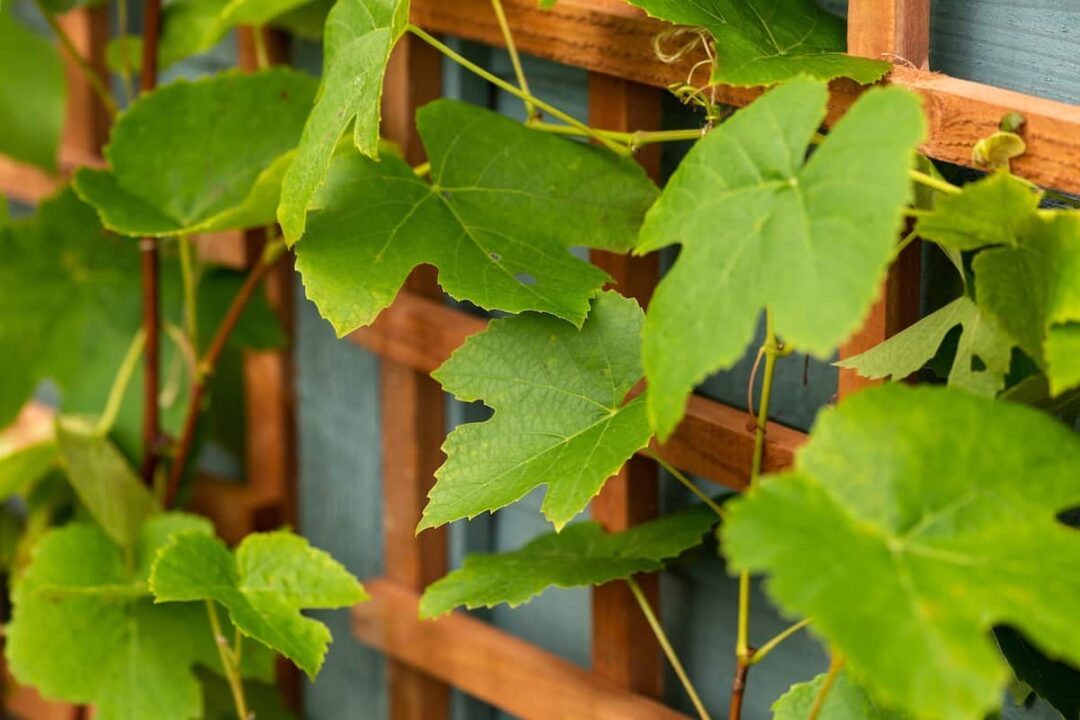 How to Plant a Grapevine - Minneopa Orchards