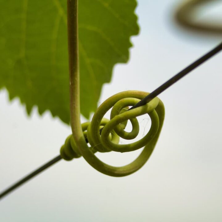 Grape - Minneopa Orchards