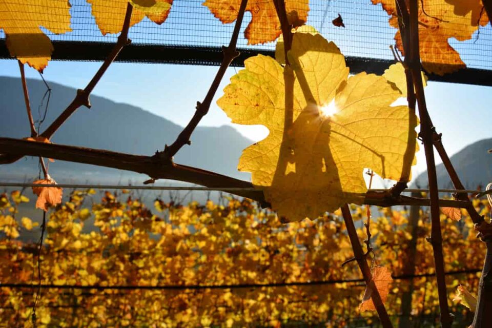 17 Ideas for the Best Grape Vine Trellis - Minneopa Orchards