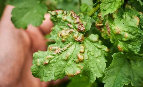 Grape Vine Diseases: How to Identify and Treat the 5 Most Common ...