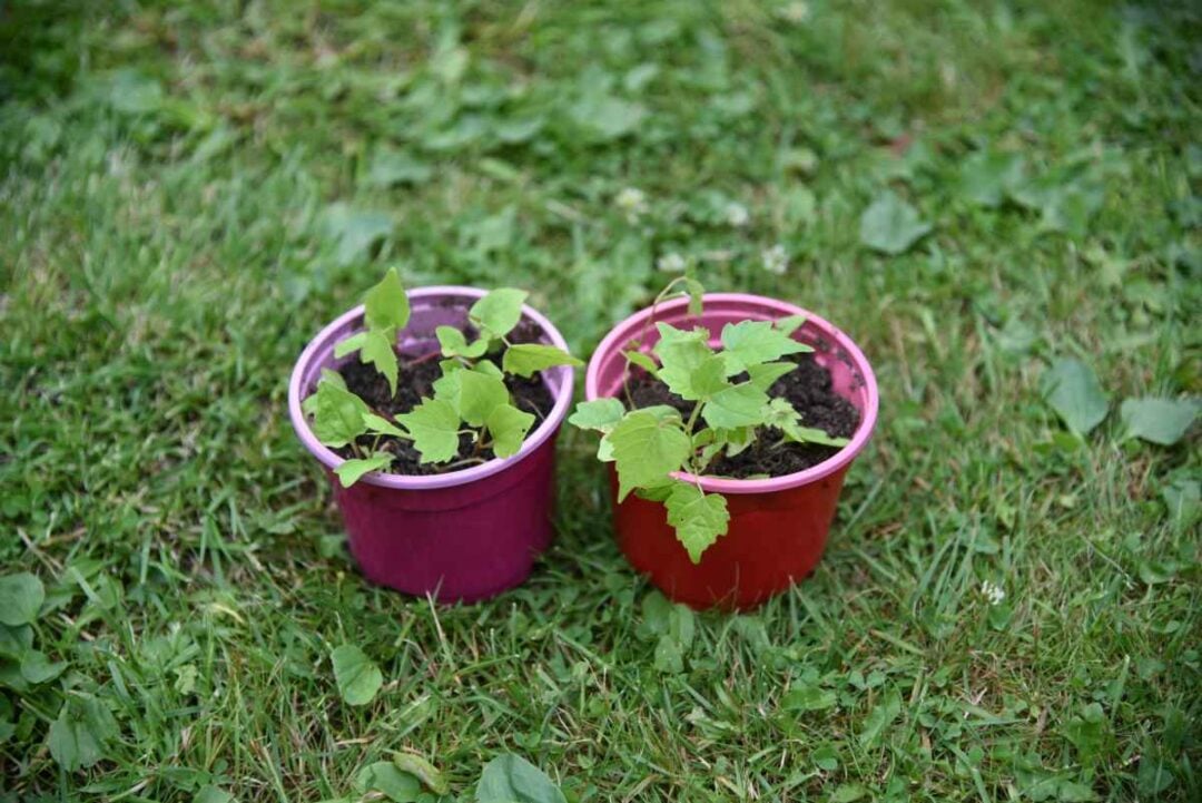 How to Grow Grapes from Seed in 6 Simple Steps - Minneopa Orchards