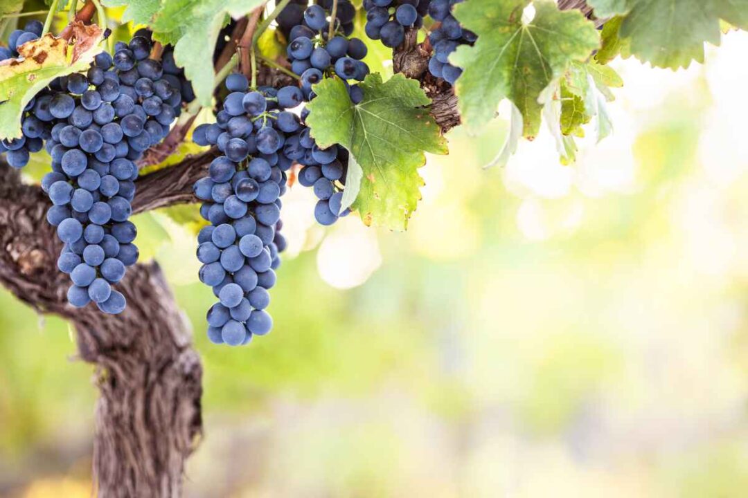 Grape Vine Care: Everything You Need to Know - Minneopa Orchards