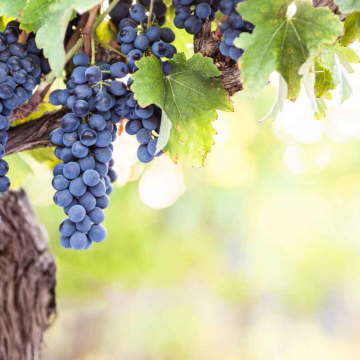 Grape - Minneopa Orchards