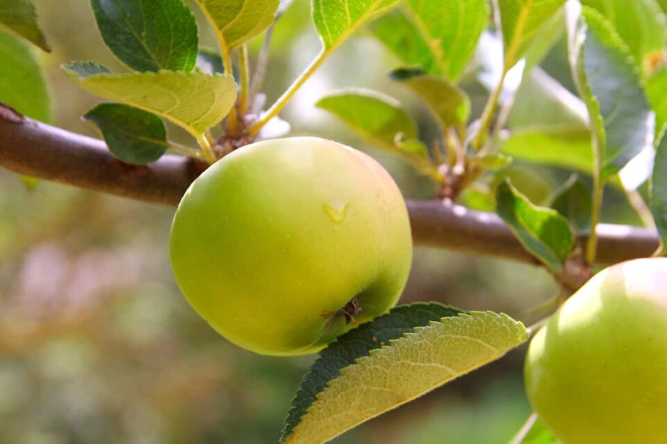 Apple Varieties: 94 Different Types of Apples - Minneopa Orchards