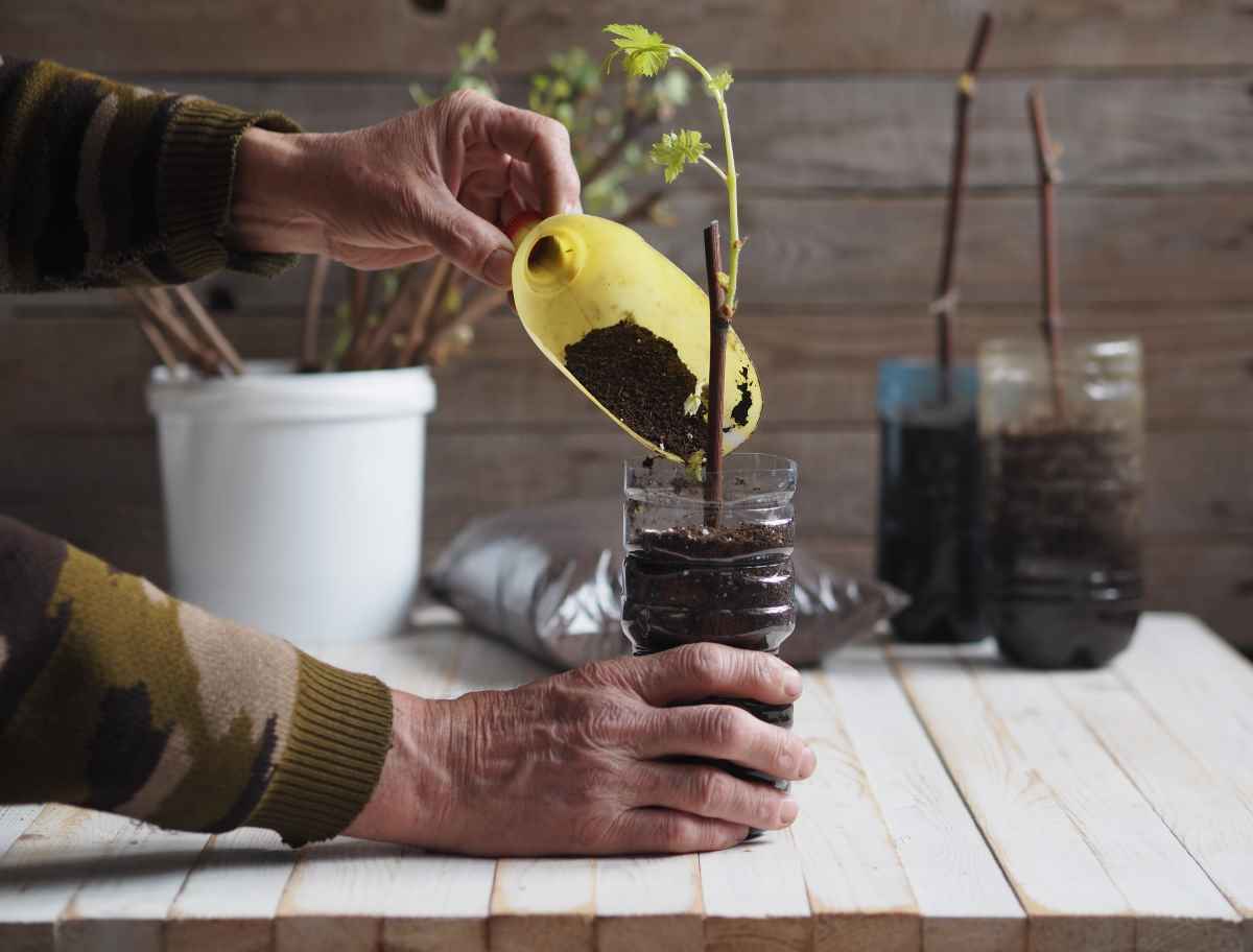 Growing Grapes in Containers: How to Do It Right - Minneopa Orchards