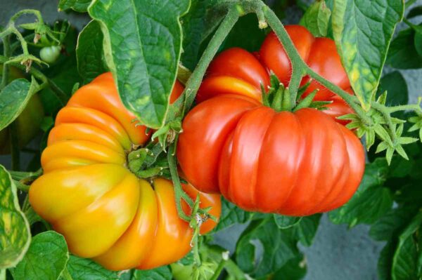 All About Heirloom Tomatoes: 5 Things You Need to Know - Minneopa Orchards