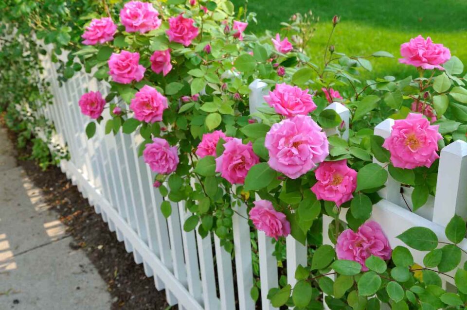 How to Train Climbing Roses in 6 Easy Steps - Minneopa Orchards