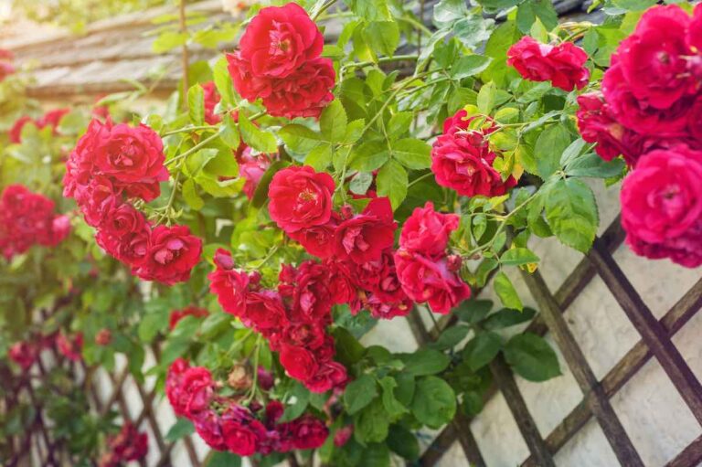 How to Train Climbing Roses in 6 Easy Steps - Minneopa Orchards